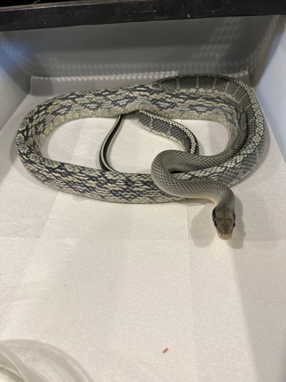 Vietnamese Blue Beauty Pair Beauty Rat Snake by The Exotic Empire