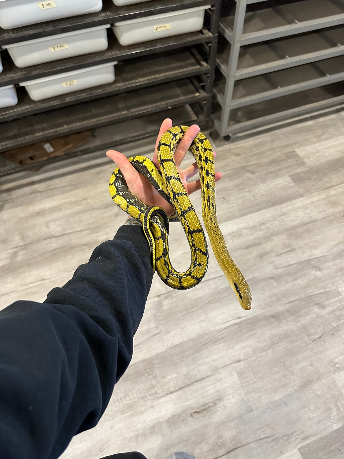 Het Hypo Chinese Beauty Pair Beauty Rat Snake by The Exotic Empire ...