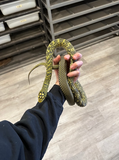 Exceptional Chinese King Rat Pair Other Rat Snake by The Exotic Empire