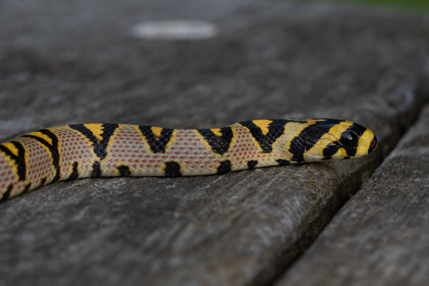 Vietnamese Mandarin Rat Snake