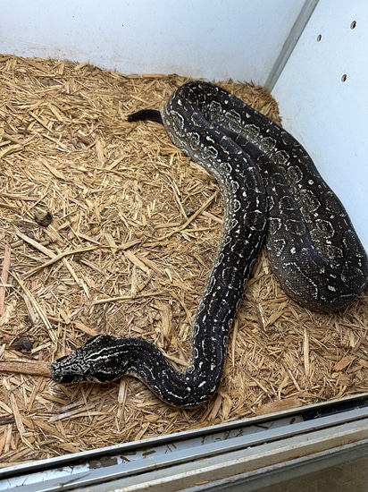 Argentine Boa Argentine Boa Constrictor by The Exotic Empire