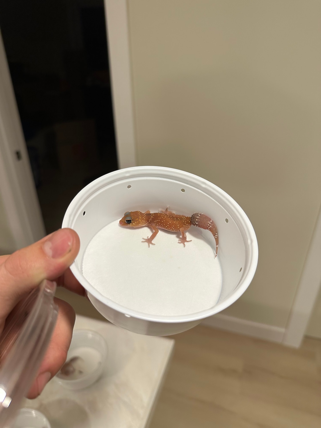 Albino Australian Barking Geckos