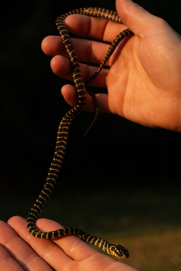 Boiga Gemmicincta More Colubrid by The Exotic Empire