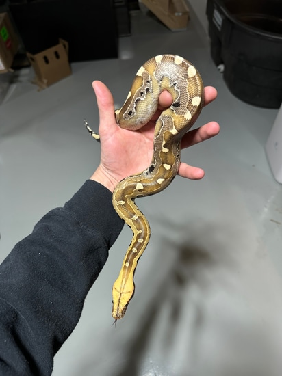 Borneo Short Tail Borneo Short-Tailed Python by The Exotic Empire