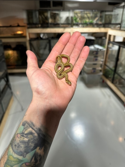 Diones Rat Snake (Xian) Other Rat Snake by The Exotic Empire