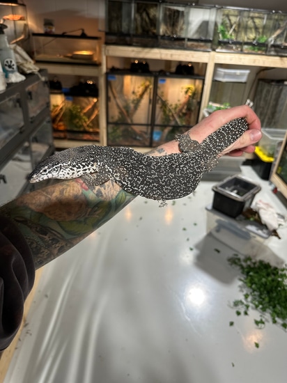 Varanus Similis Other Monitor by The Exotic Empire