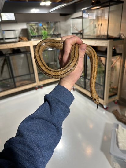 Ladder Rat Snake Other Rat Snake by The Exotic Empire