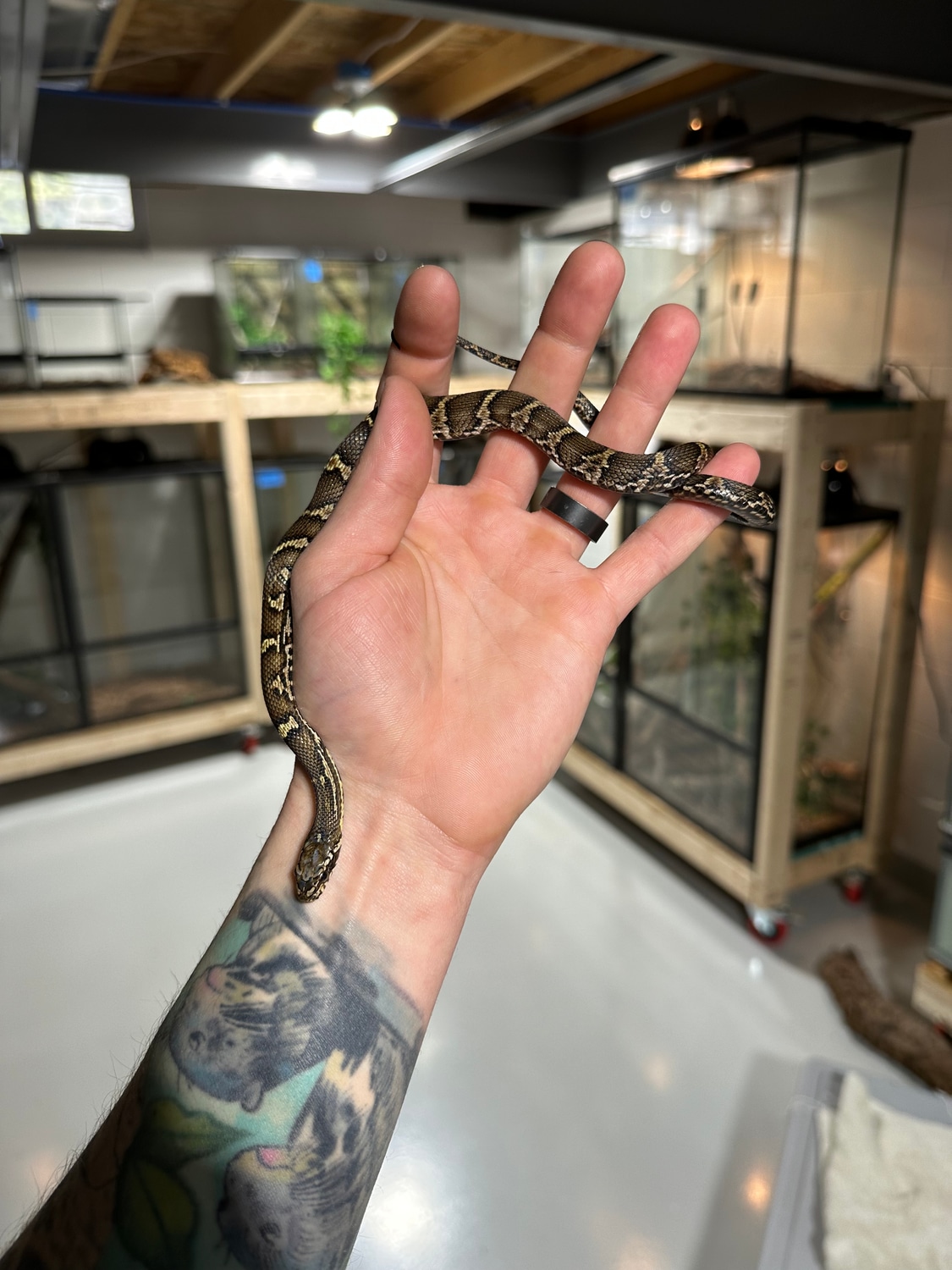 Russian Rat Snakes