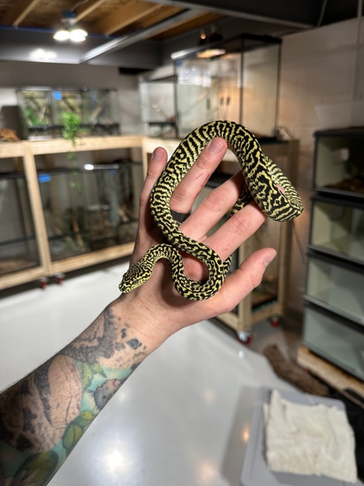 WOW Line Zebra Jungle Carpet Python by The Exotic Empire