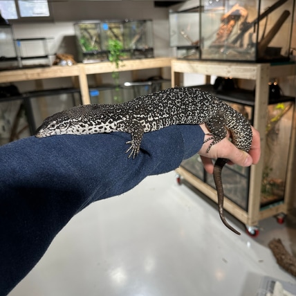 The Exotic Empire - MorphMarket