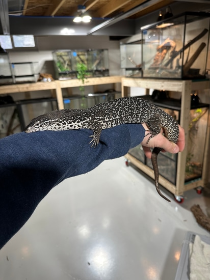 Varanus Similis TRIO Other Monitor by The Exotic Empire