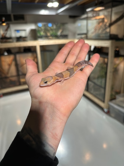 Amel Fat Tailed Gecko African Fat-Tailed Gecko by The Exotic Empire