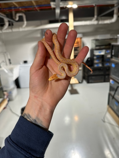 Applegate Albino Gopher Gopher Snake by The Exotic Empire