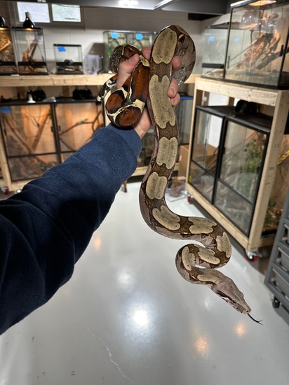 LTC Guyana BCC True Red-Tailed Boa Constrictor by The Exotic Empire