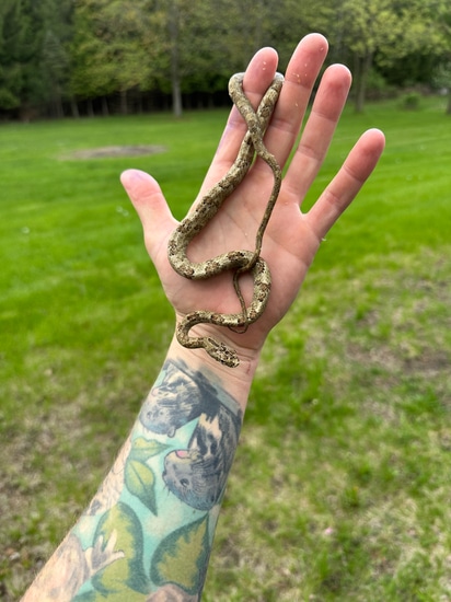 Neotropical Bird Eating Snake More Colubrid by The Exotic Empire