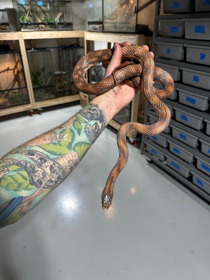 Hypo Rusty Rat Snake PAIR Eastern Rat Snake by The Exotic Empire