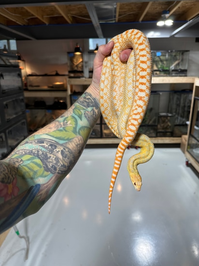 Bechtel Albino Gopher Gopher Snake by The Exotic Empire