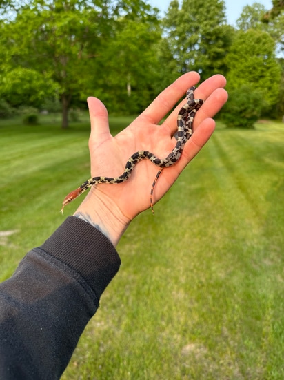 100 Flower Rat Snake Other Rat Snake by The Exotic Empire