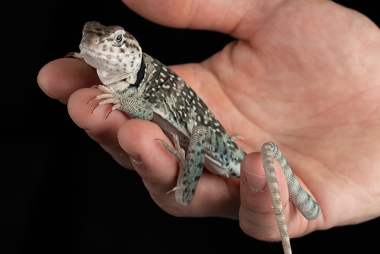 Blue Collard Lizard PAIR Collared Lizard by The Exotic Empire
