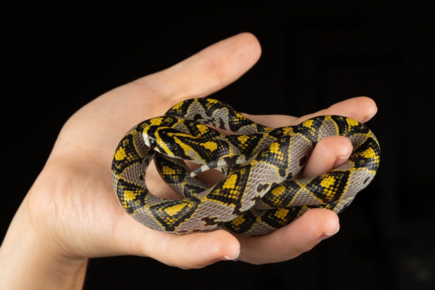 Vietnamese Mandarin Rat Snake