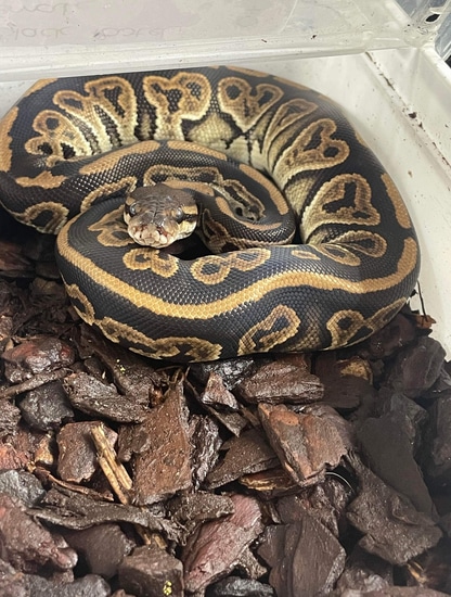 Het Red Royal Pythons Ball Python by The Exotics Hub