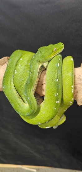 Sorong Green Tree Python by Dani's Reptiles