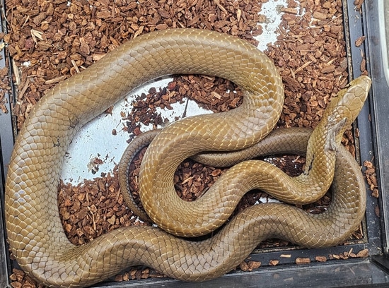 Cribo Cribo & Indigo Snakes by Dani's Reptiles