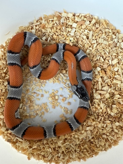 Davis Mountain Gray-Banded Kingsnake by Dani's Reptiles
