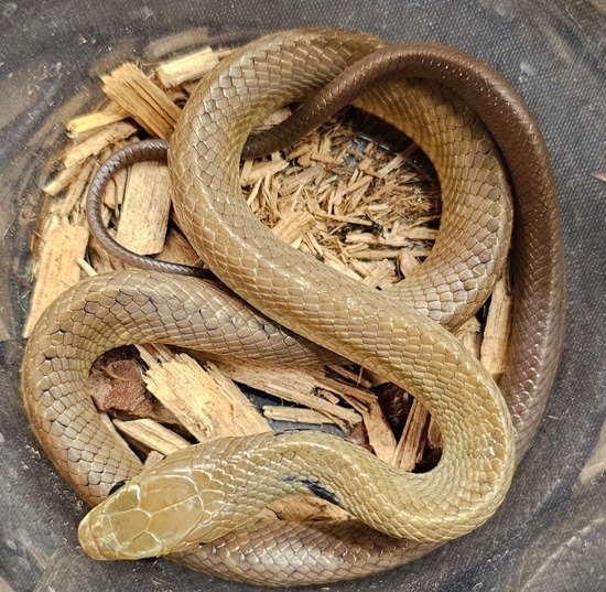 Uni Color Cribo Cribo & Indigo Snakes by Dani's Reptiles
