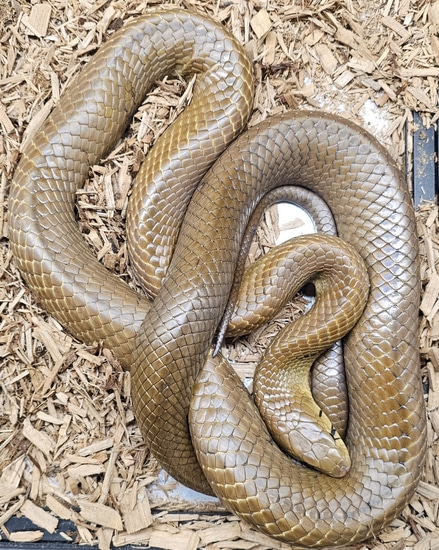 5’ Plus Uni Color Cribo Cribo & Indigo Snakes by Dani's Reptiles