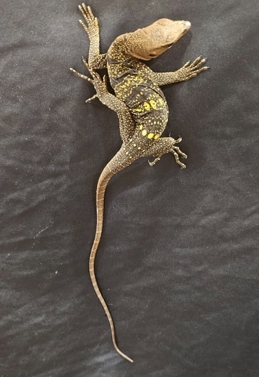 Spiny Neck Monitors Other Monitor by Dani's Reptiles