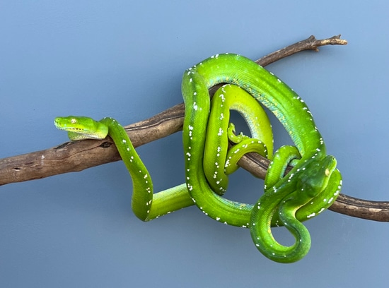 Aru Green Tree Python Pair by Dani's Reptiles