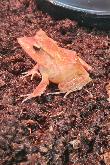 Ref Solomon Eyelash Frogs Other Frog by Dani's Reptiles