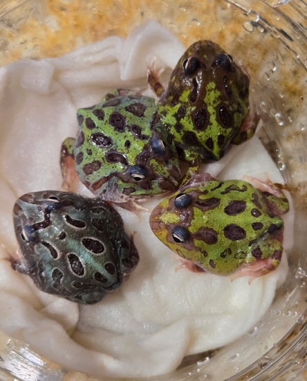 Mutant Pacman Frog 4 Pack by Dani's Reptiles