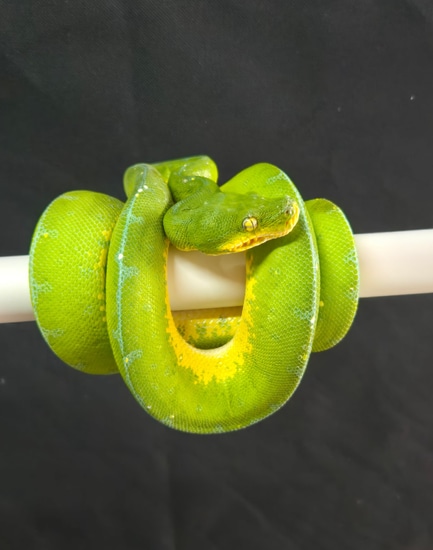 Jayapura Locality Green Tree Pythons by Dani's Reptiles