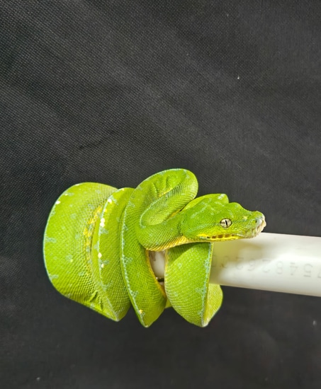 Jayapura Locality Green Tree Pythons by Dani's Reptiles