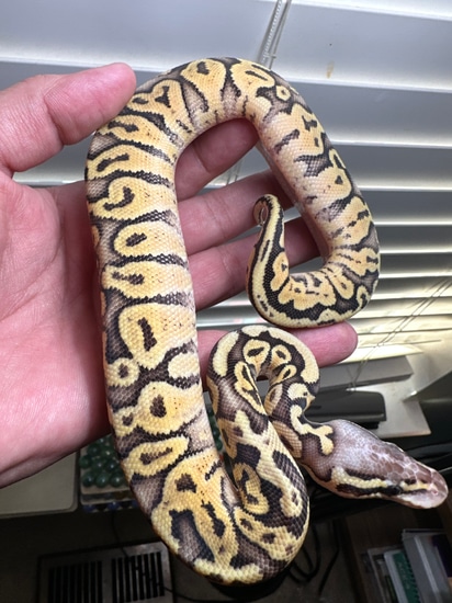 Super Fly Ball Python by Cruse Collection Exotics