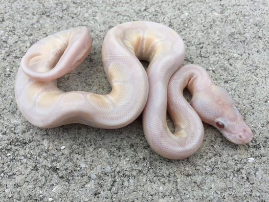 Lavender Snow Ball Python by The Florida Reptile Ranch
