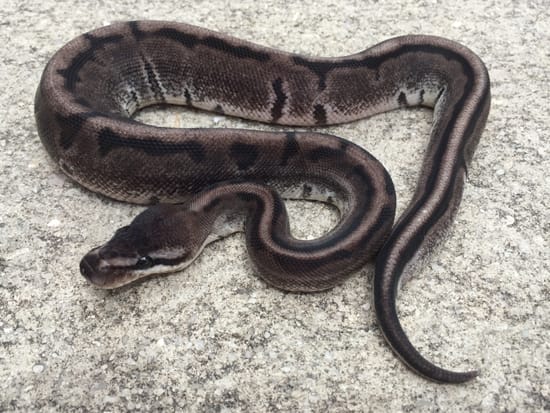 Black Axanthic Genetic Stripe Ball Python by The Florida Reptile Ranch