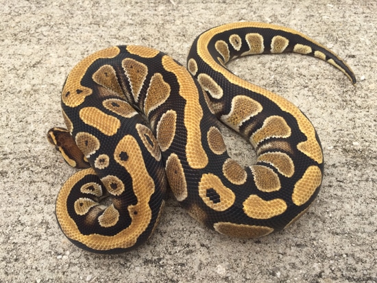 Cypress Ball Python by The Florida Reptile Ranch