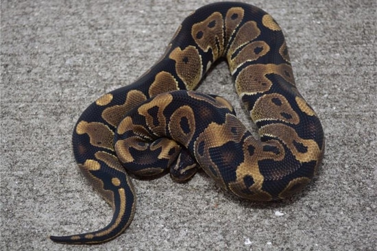Triple Het Whitewash-Albino-VPI Axanthic Ball Python by The Florida ...