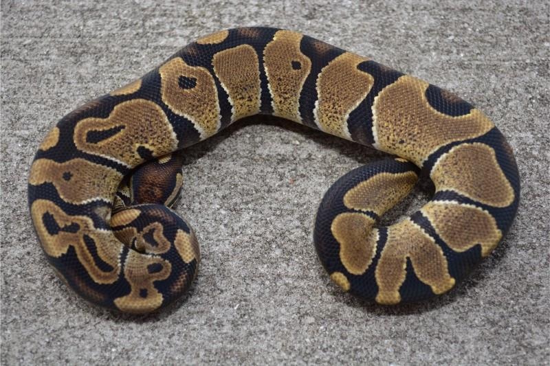 Triple Het Whitewash-Albino-Vpi Axanthic 2 Ball Python by The Florida ...