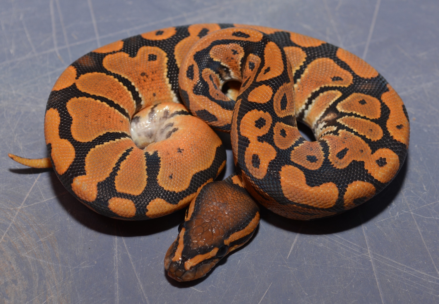 NR Mandarin Ball Python by The Florida Reptile Ranch - MorphMarket
