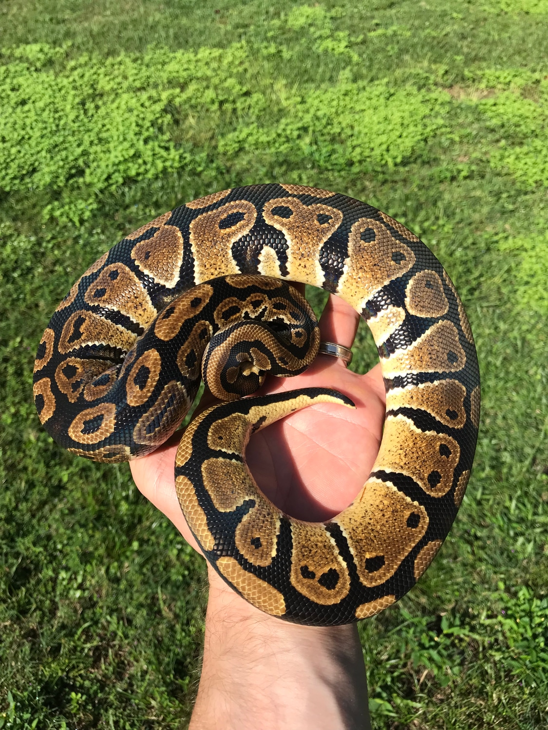 NR Mandarin Ball Python by The Florida Reptile Ranch - MorphMarket