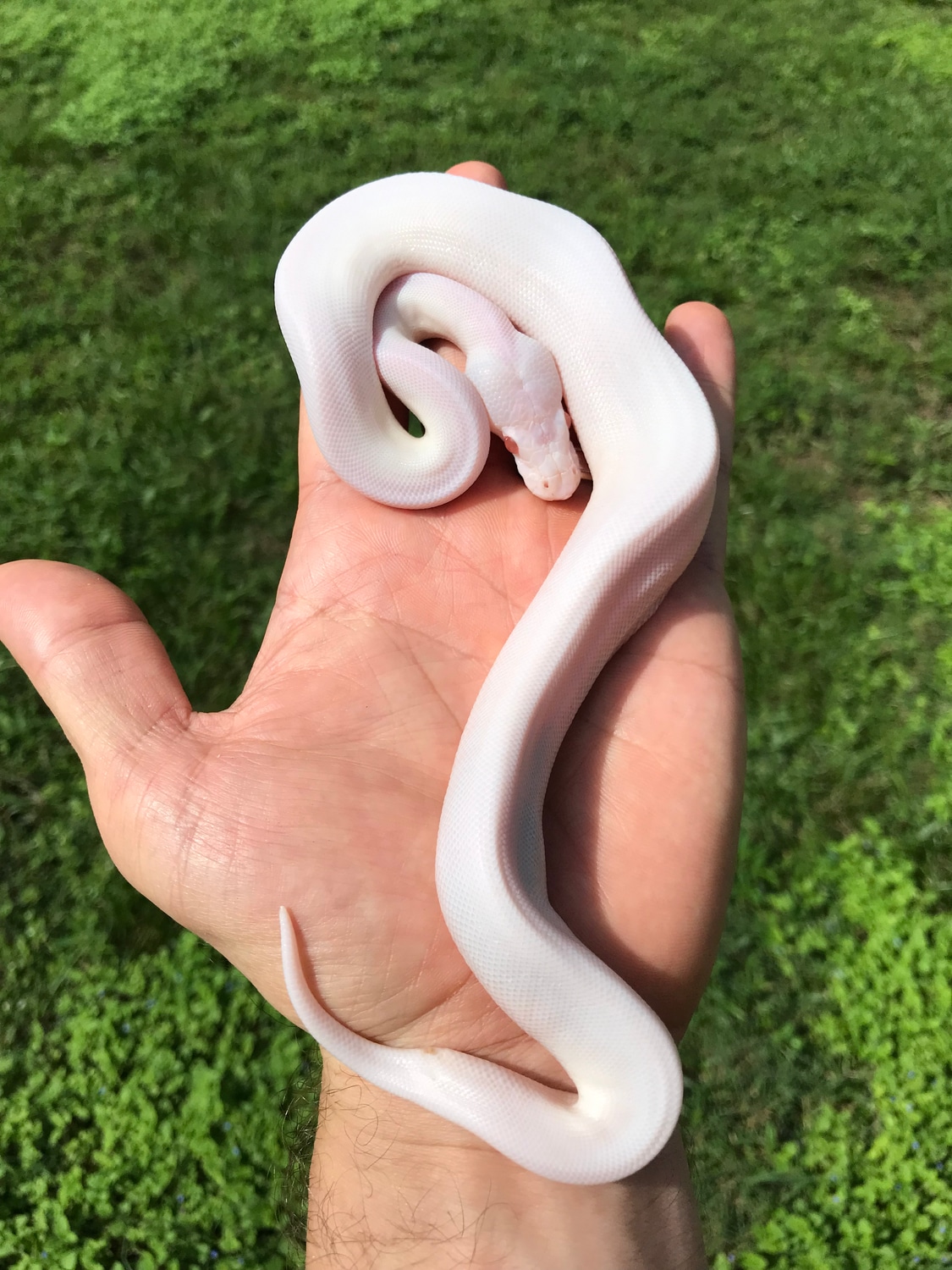 Albino Pied White Wedding Ball Python by The Florida Reptile Ranch ...