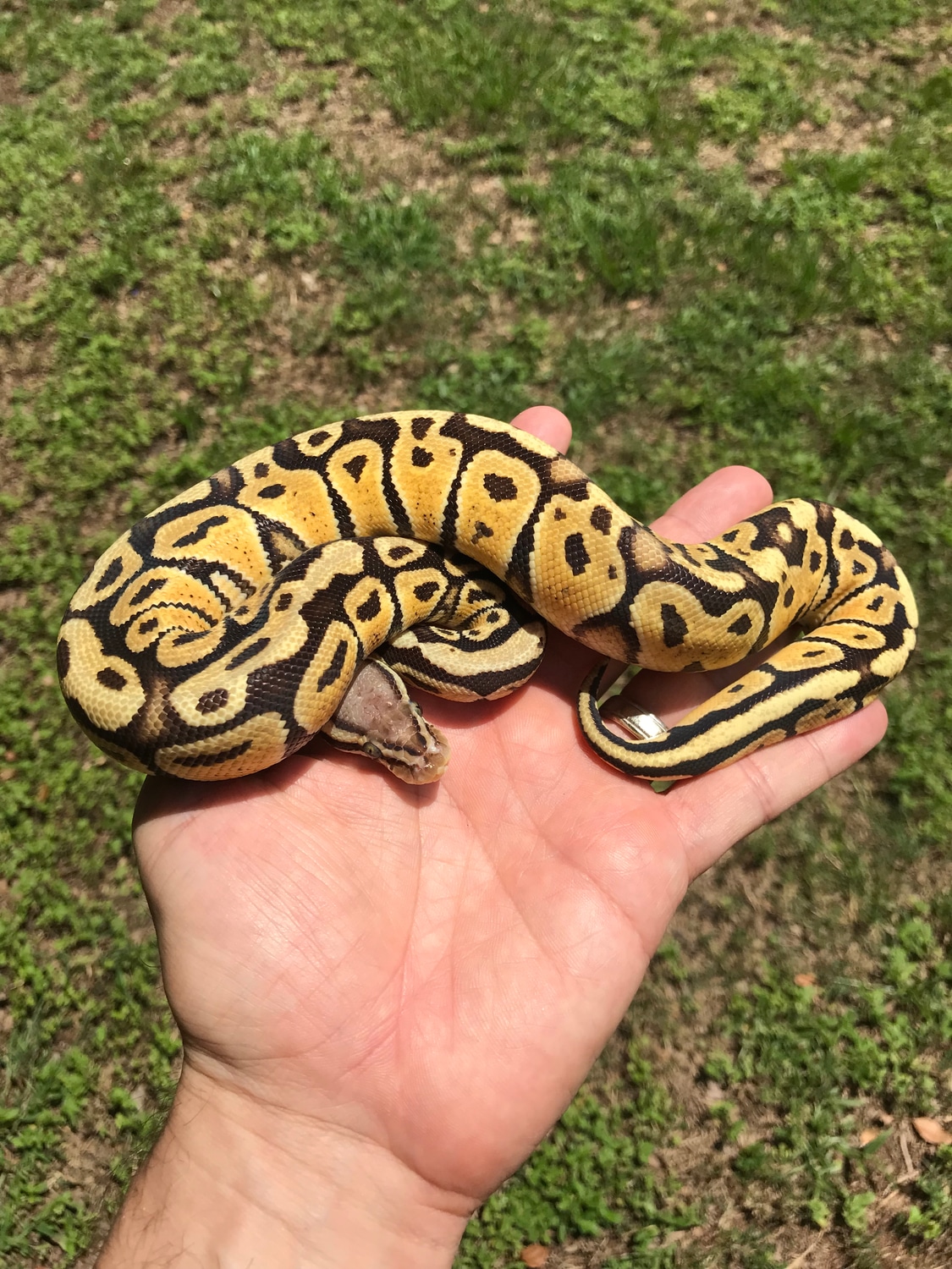 Trojan Pastel Ball Python by The Florida Reptile Ranch - MorphMarket