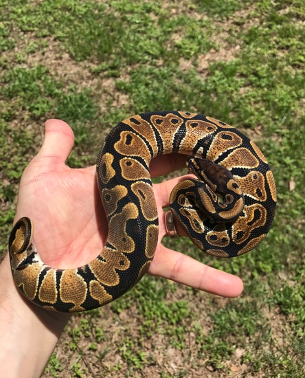 Nr Mandarin Ball Python by The Florida Reptile Ranch