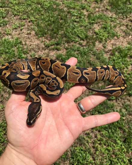 NR Mandarin Ball Python by The Florida Reptile Ranch