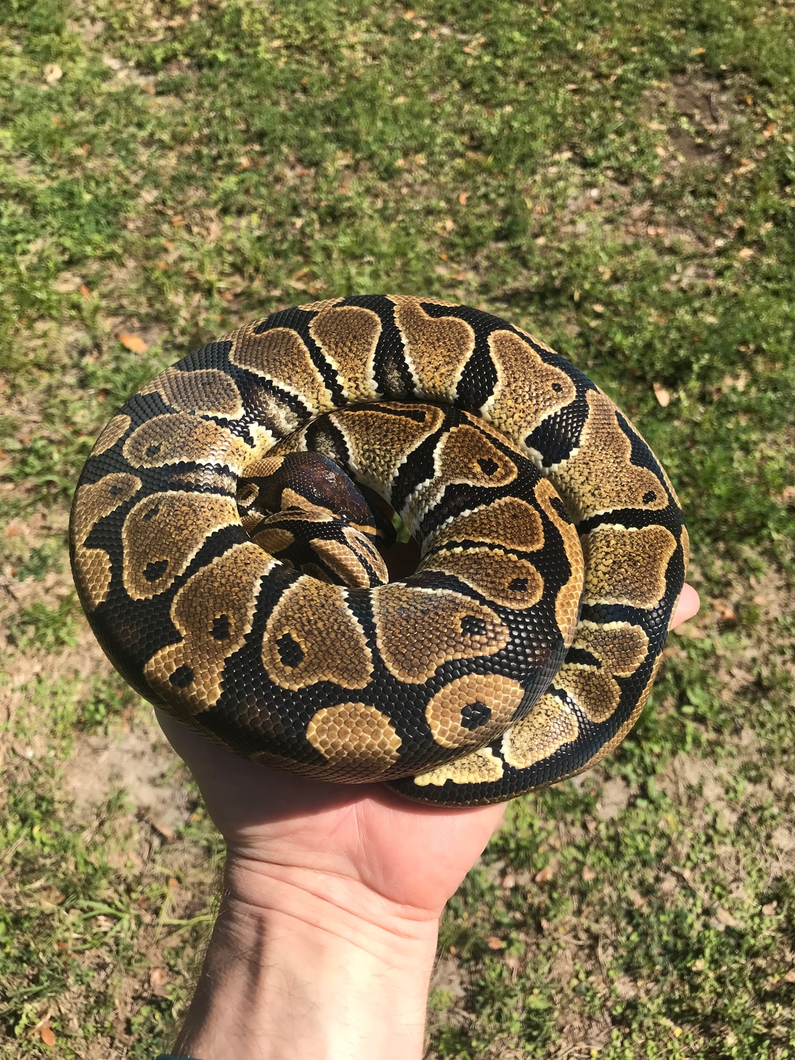 NR Mandarin Ball Python by The Florida Reptile Ranch - MorphMarket