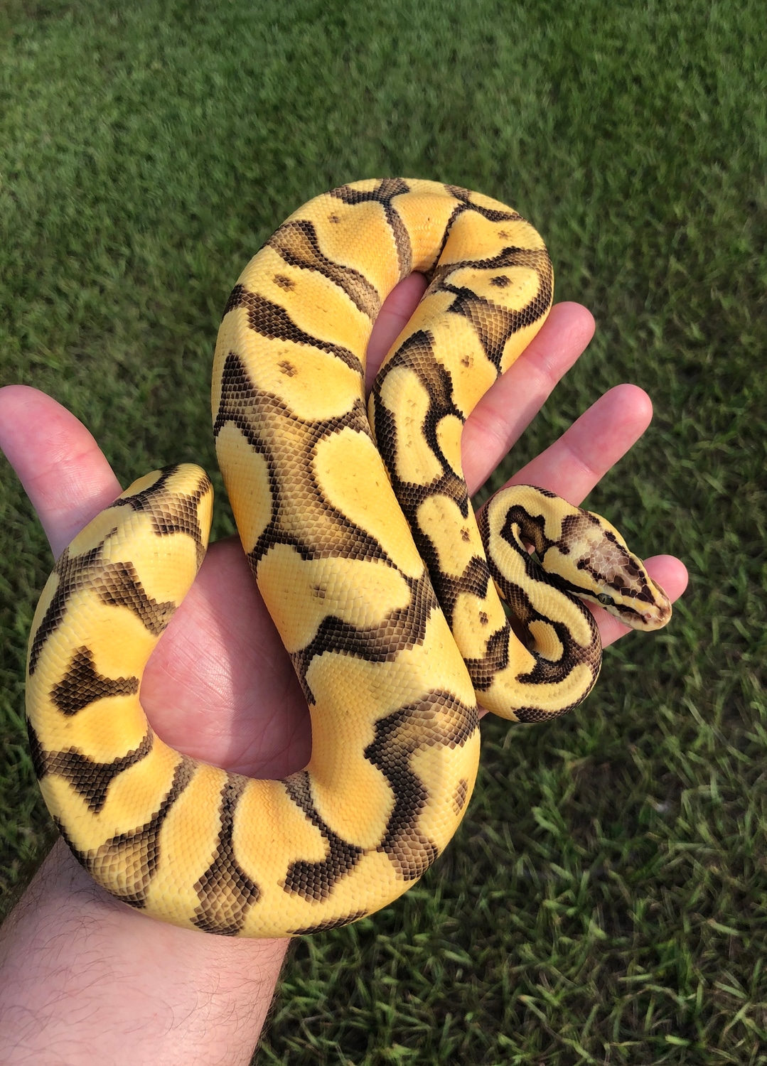 New* Nr Mandarin Pastel Enchi Fire Ball Python by The Florida Reptile ...